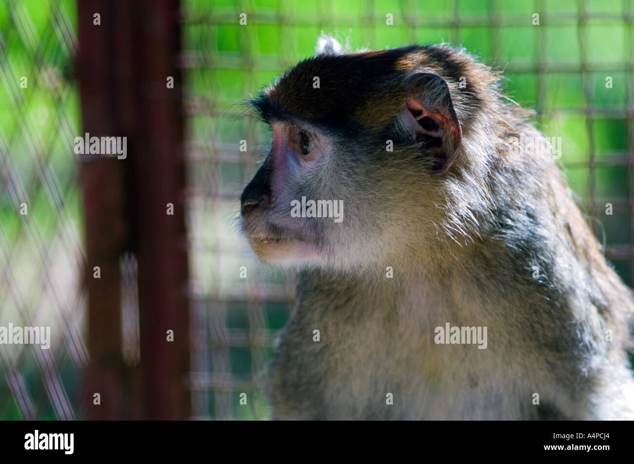 Small friendly but sad monkey locked in a cage in Tunisia Stock Photo ...
