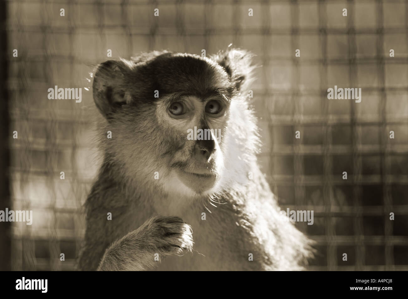 Small friendly but sad monkey locked in a cage in Tunisia Stock Photo ...
