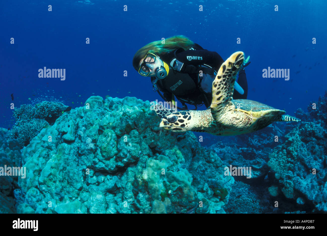 Thailand, diver with turtle Stock Photo - Alamy