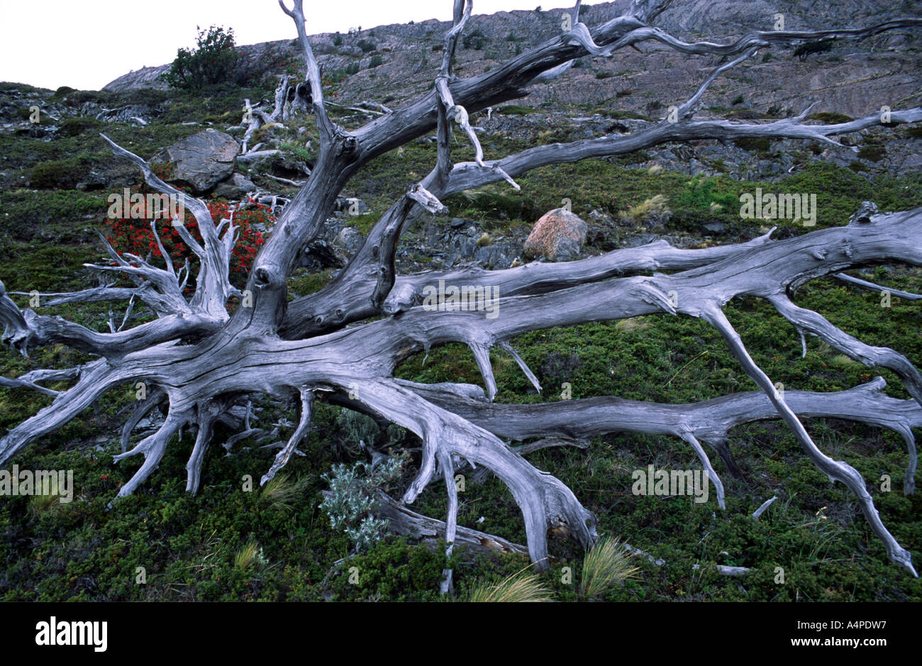 Trunk of a dead beach tree in Torres del Paine National Park Patagonia ...