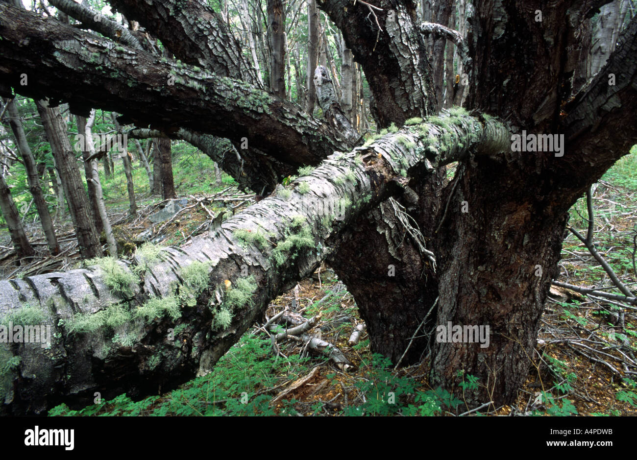 Tree in Torres del Paine National Park Patagonia Chile South America ...