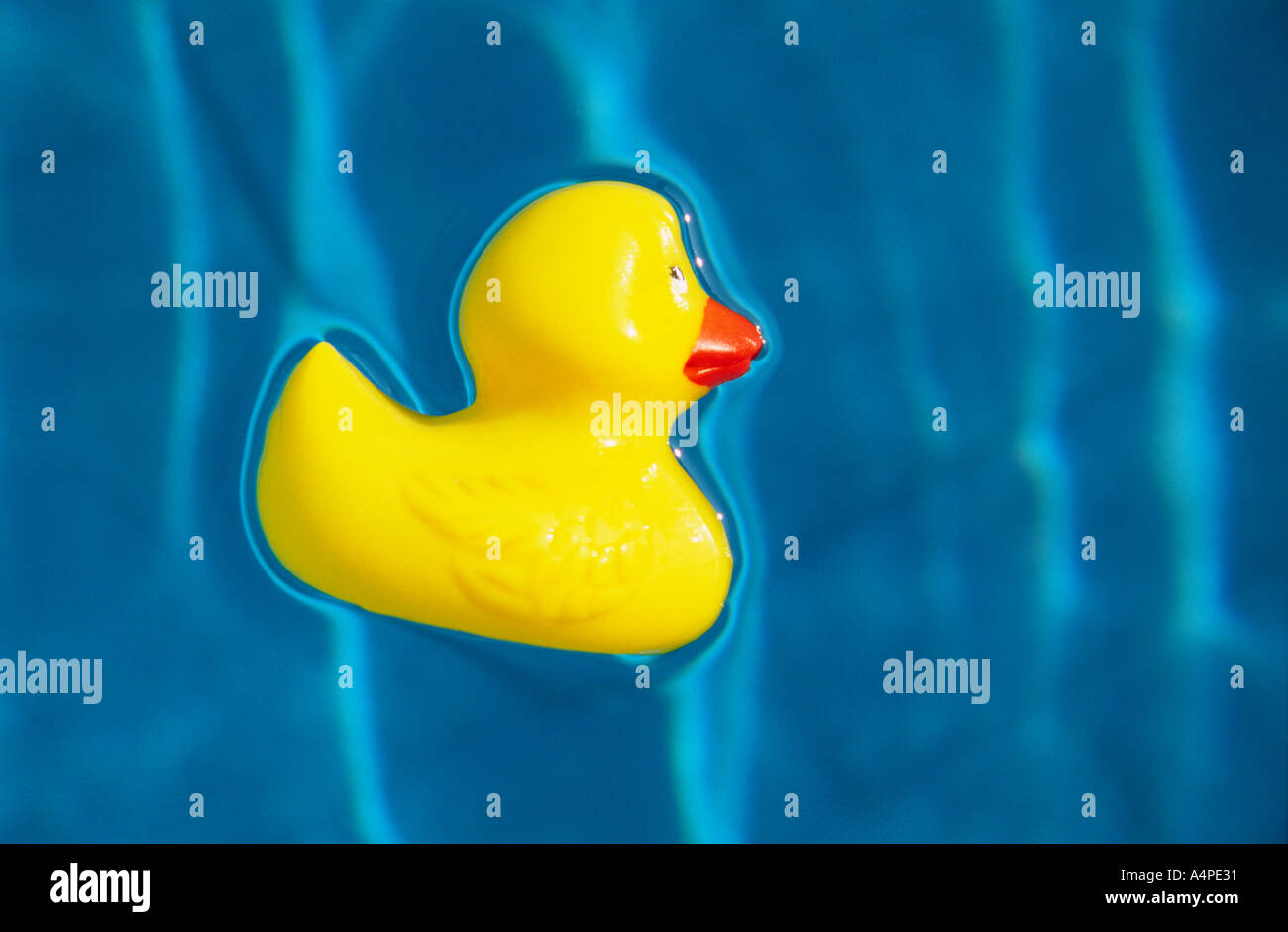 Bath duck floating on water survace Stock Photo - Alamy
