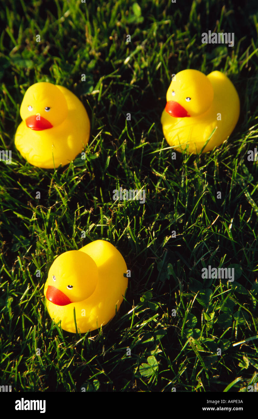 Three little ducks hi-res stock photography and images - Alamy