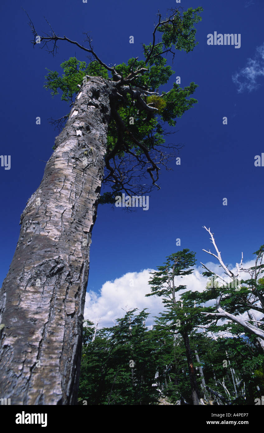 Tree in Valle Frances in Torres del Paine National Park Patagonia Chile ...