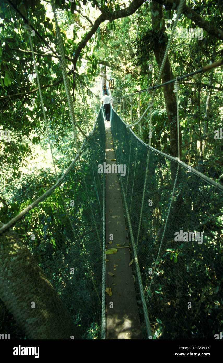 Poring canopy walk hi-res stock photography and images - Alamy