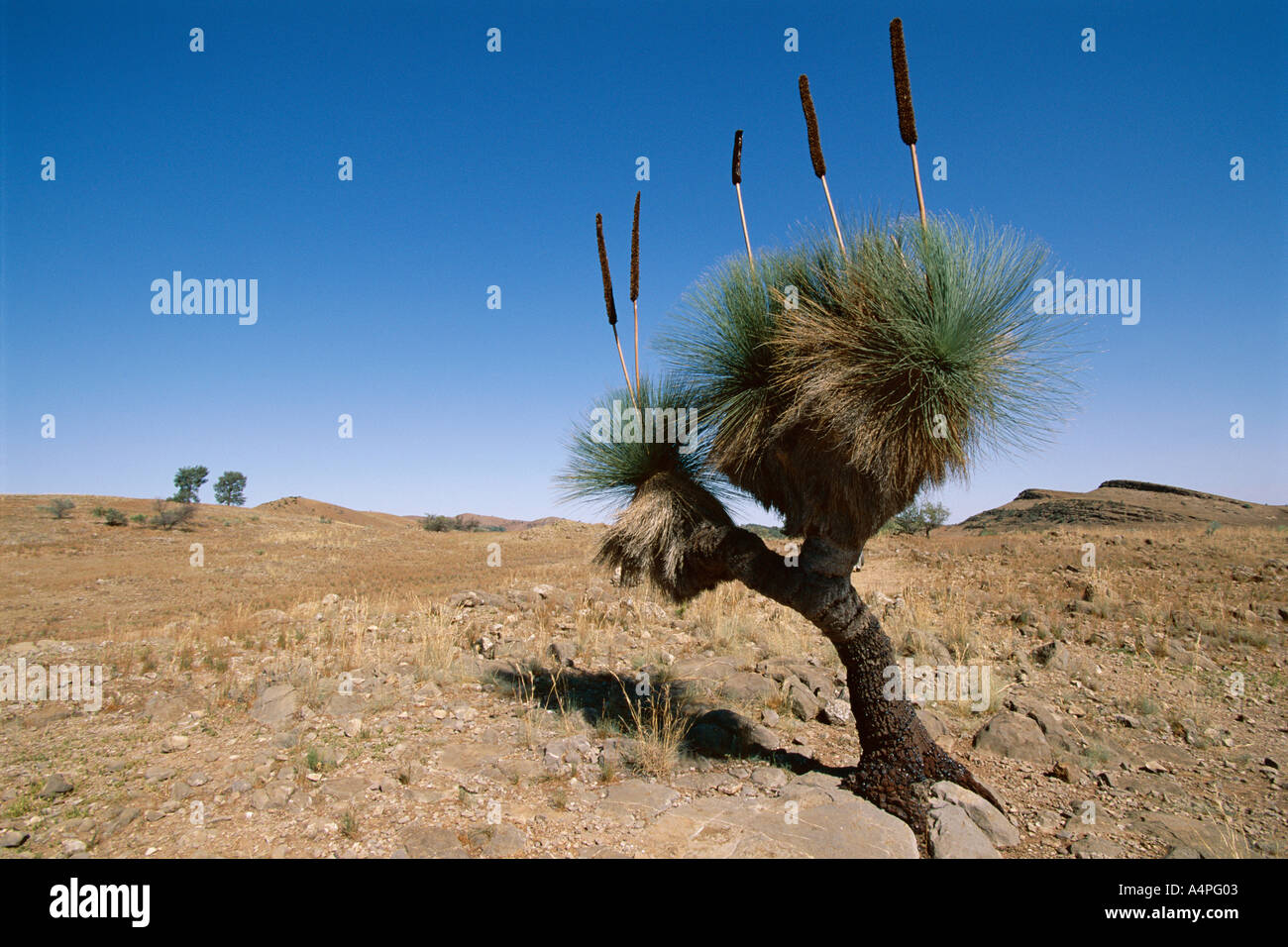 Yakkplant hi-res stock photography and images - Alamy