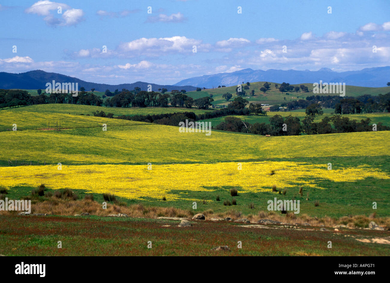 Wide open rolling landscape hills and valleys between Beechworth and ...