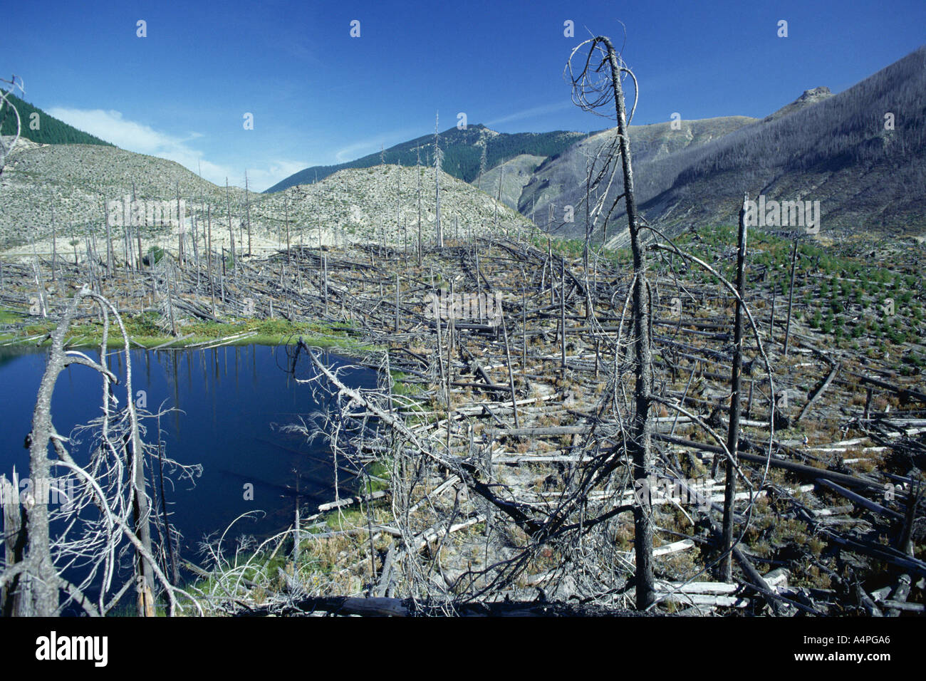 Ryan Lake and some of the millions of trees north of Mount St Helens ...