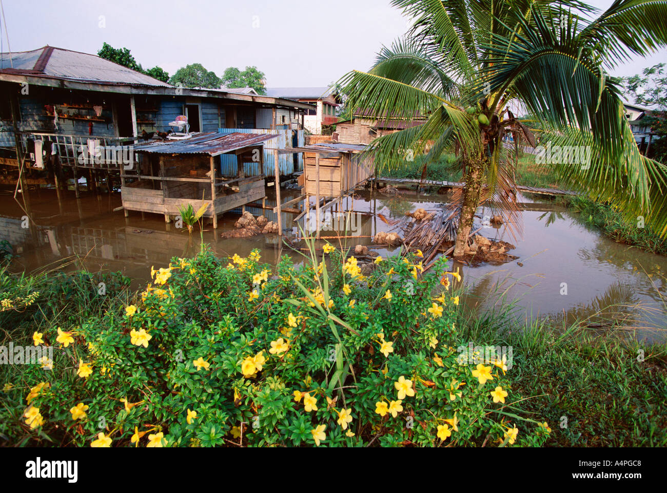 Typical Malaysian stilt house at Sarikei on Rejang River Sarawak island ...
