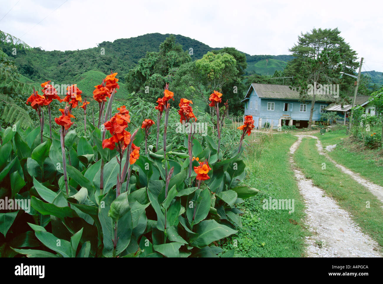 Sungai perak hi-res stock photography and images - Alamy
