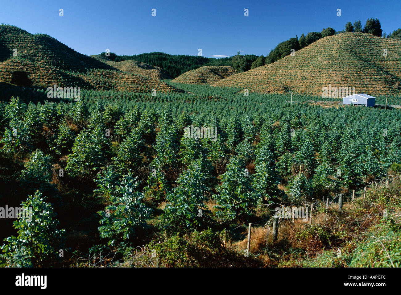 Tree plantation north of Rotorua in the Bay of Plenty region North ...