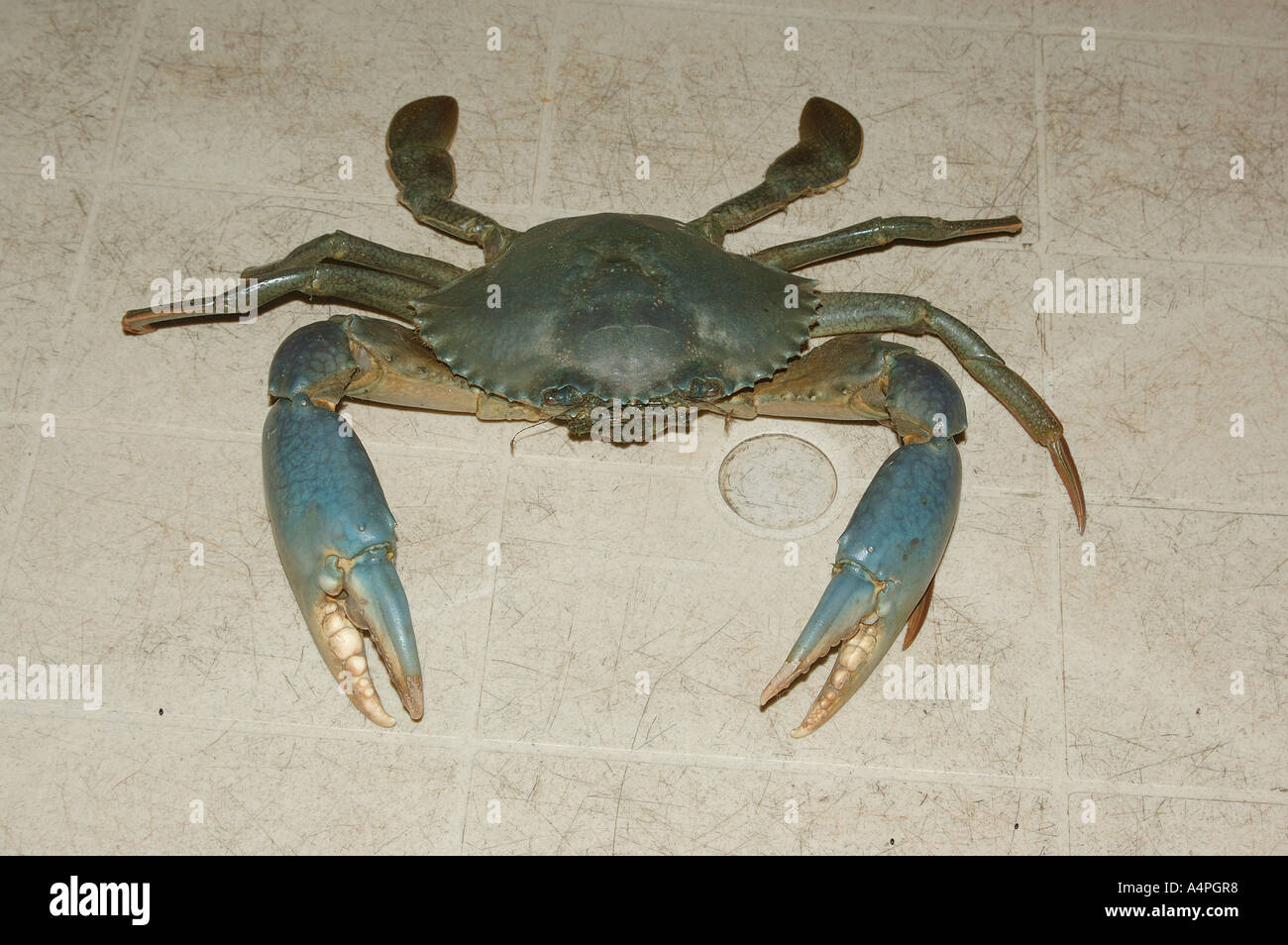 Shiroda hi-res stock photography and images - Alamy