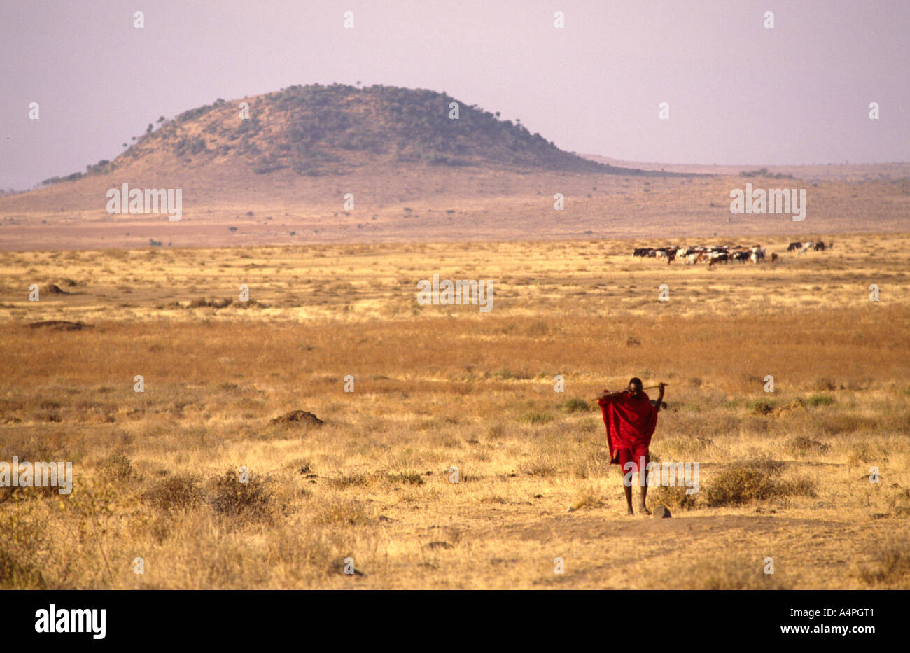 Maasai herdsman standing in the plain Great Rift Valley Tanzania East ...