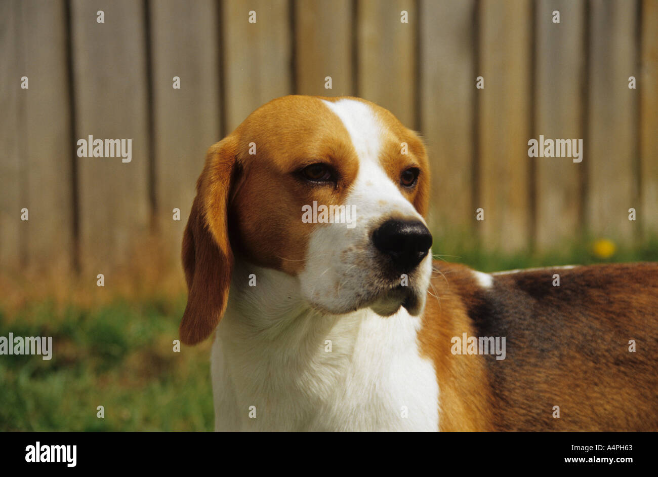 Animal liberation front beagle* hi-res stock photography and images - Alamy