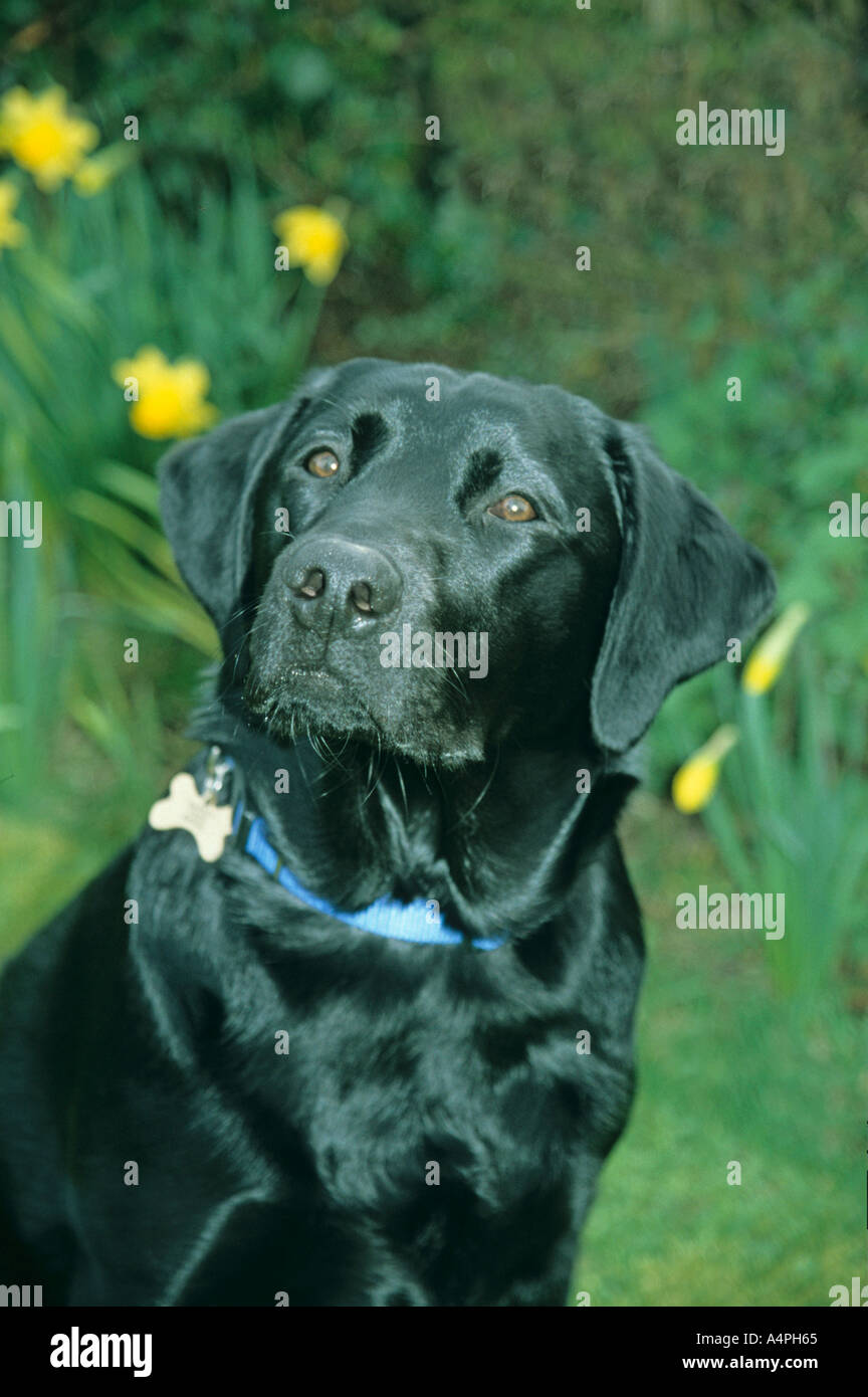 Labrador in daffodils hi-res stock photography and images - Alamy