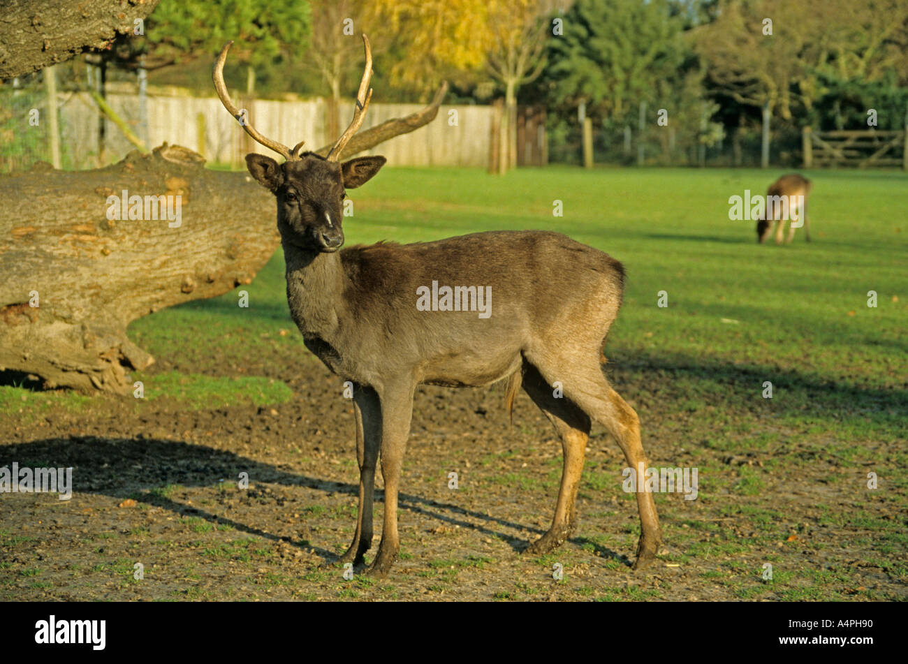 young deer stag in field Stock Photo - Alamy