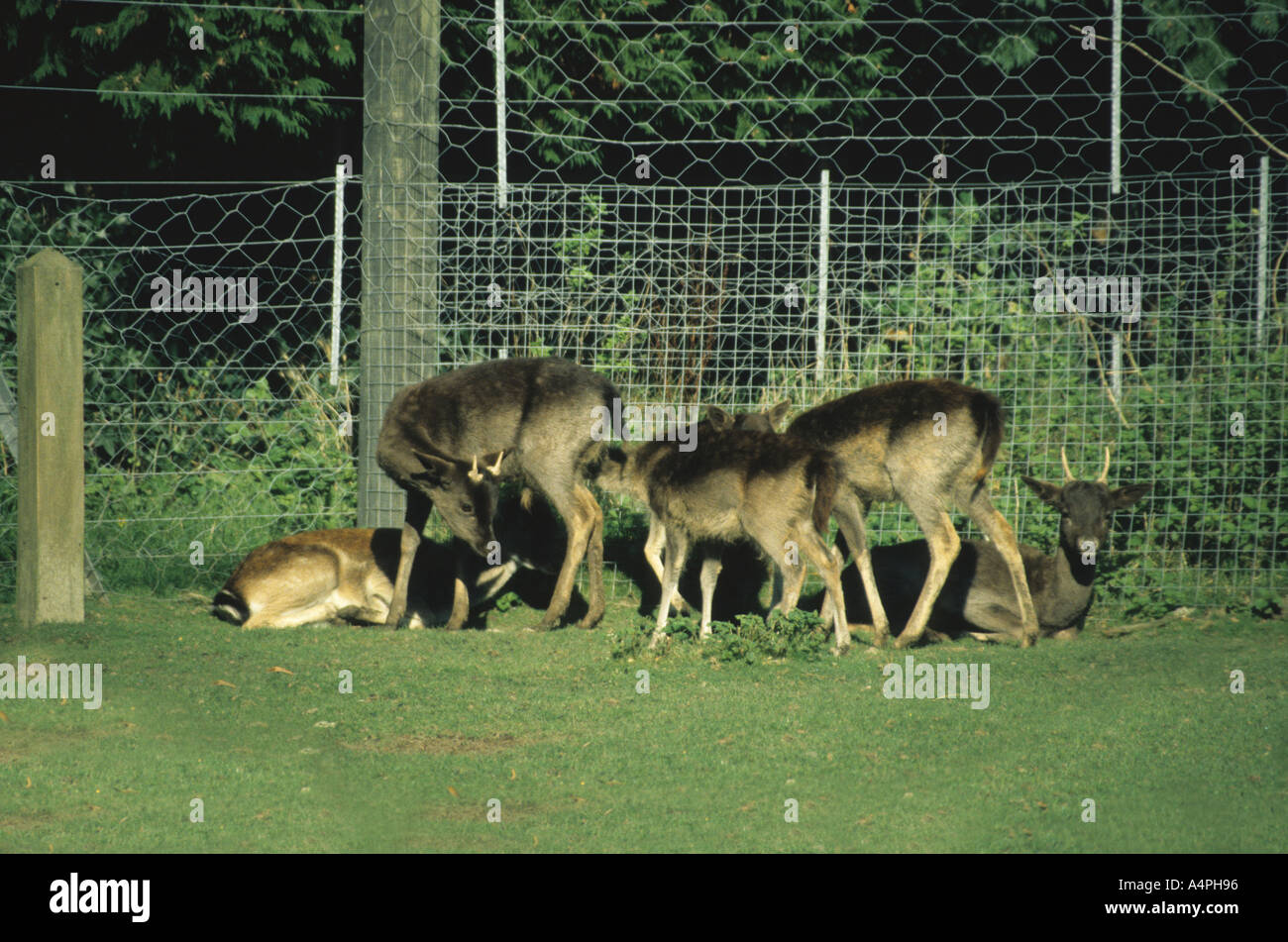 young doe and stag deer huddling together for protection Stock Photo ...