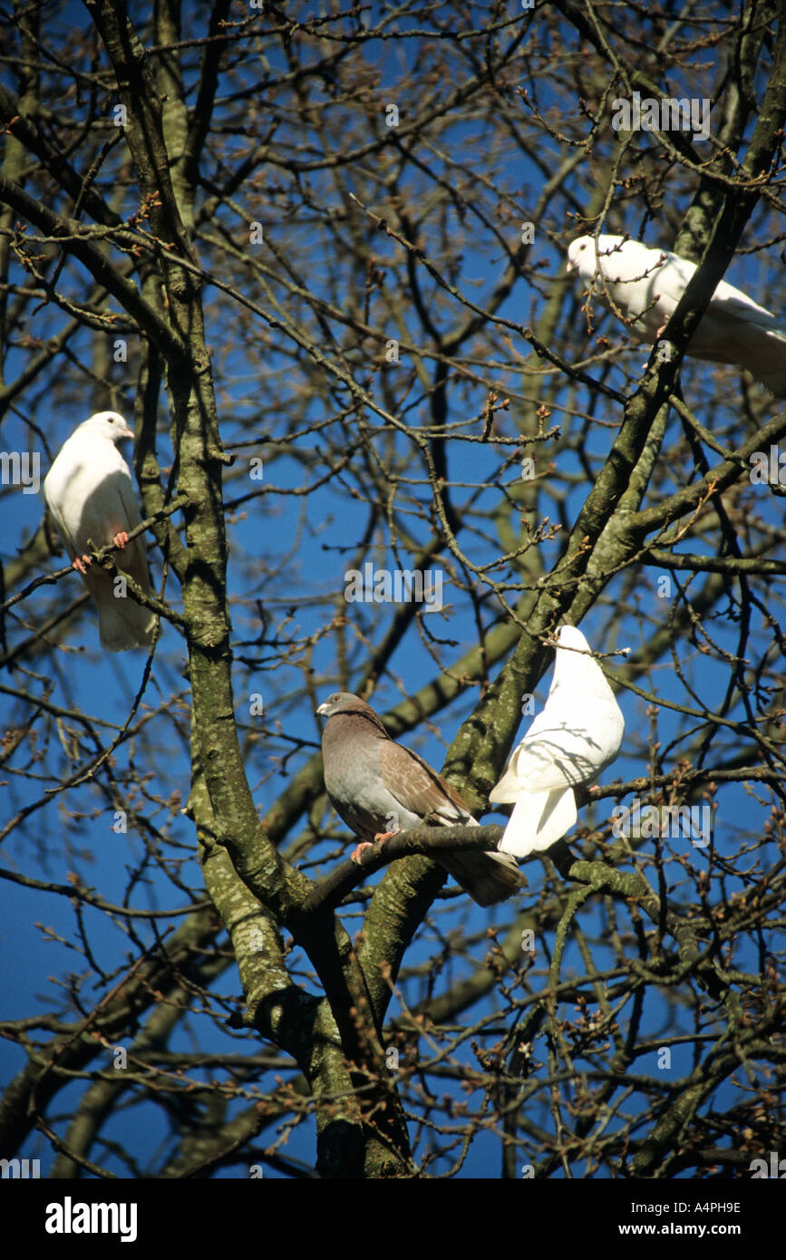 wild birds in trees Stock Photo - Alamy