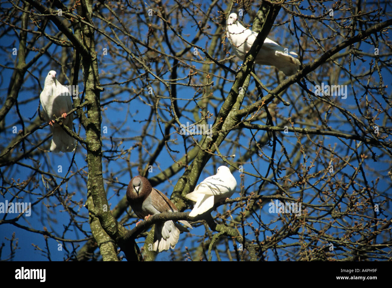 wild birds in trees Stock Photo - Alamy