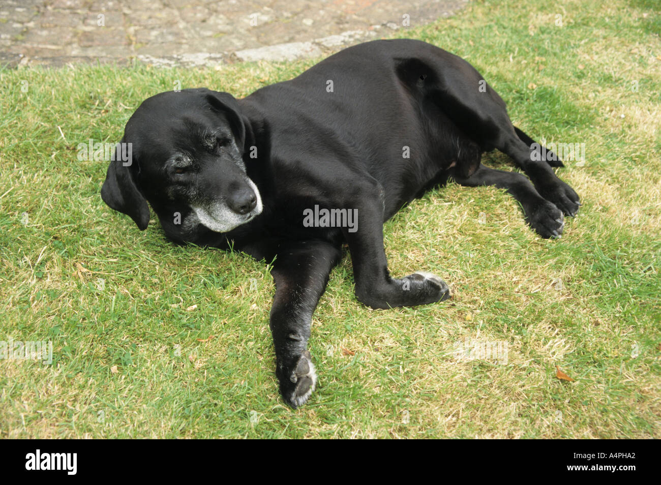Black elderly uk hi-res stock photography and images - Alamy