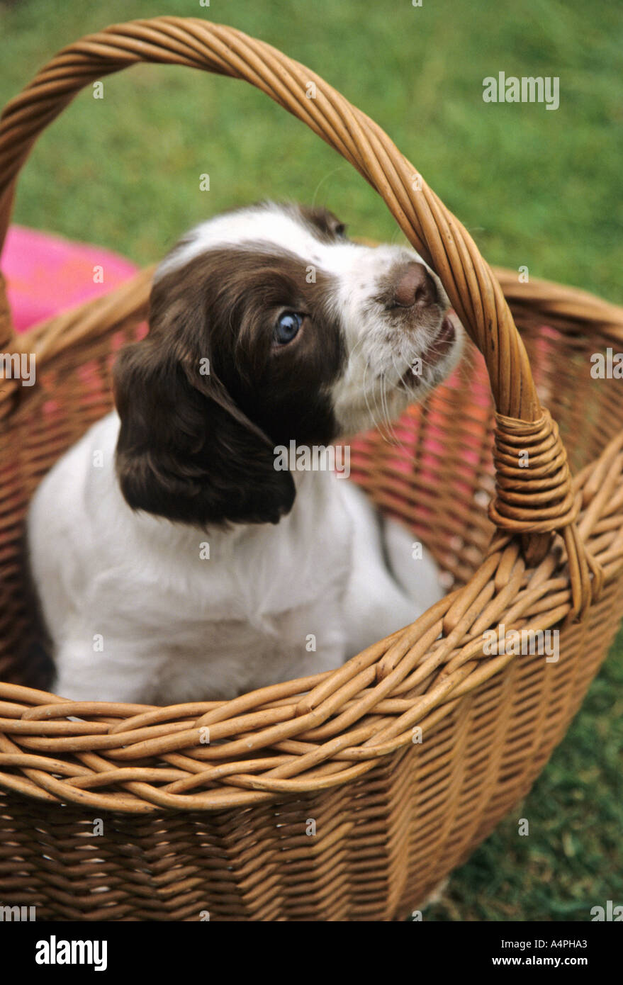 English Springer Spaniel puppy sitting in basket Stock Photo - Alamy