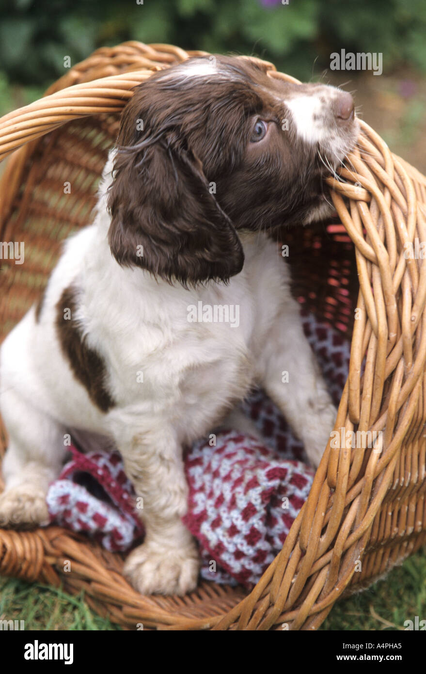 English Springer Spaniel puppy sitting in basket Stock Photo - Alamy
