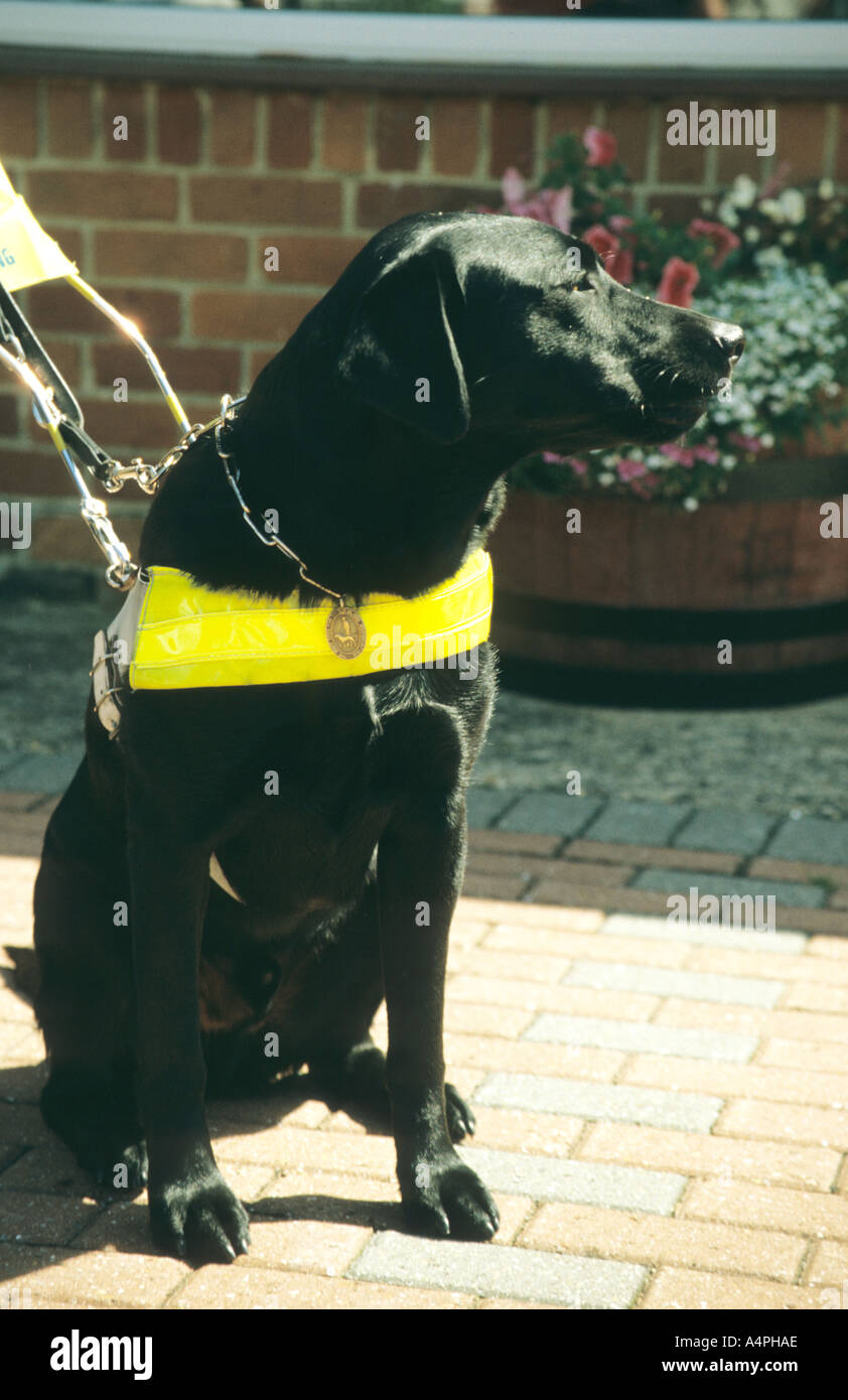 labrador retriever guide dog for the blind with harness Stock Photo - Alamy