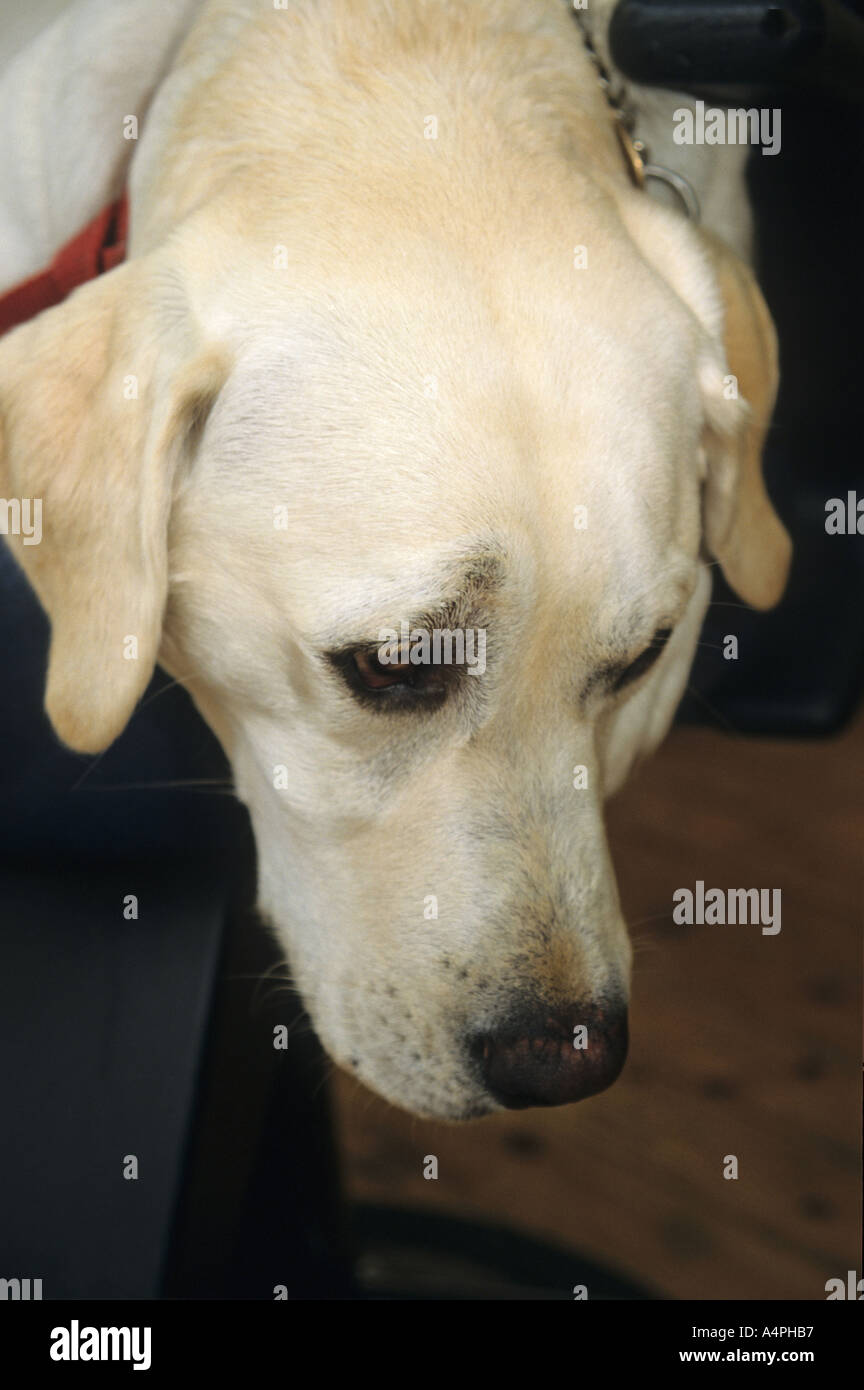 Well Trained Golden Labrador Retriever High Resolution Stock ...