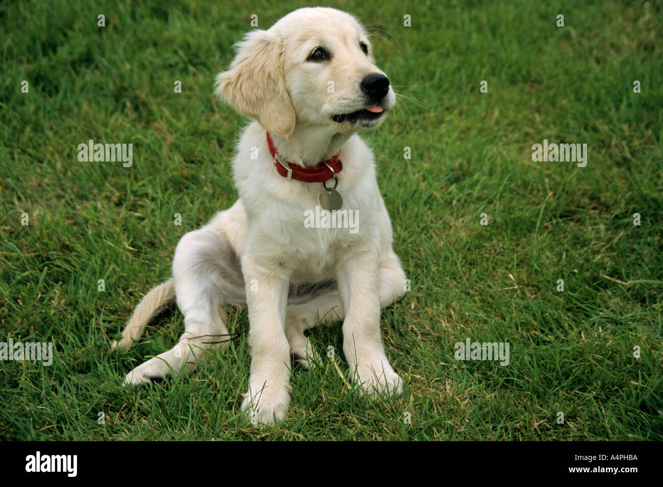 labrador retriever puppy sitting obediently Stock Photo - Alamy