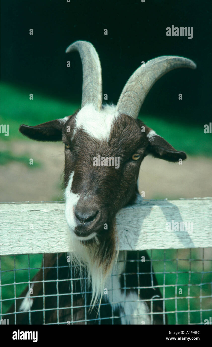 Goat looking over fence hi-res stock photography and images - Alamy