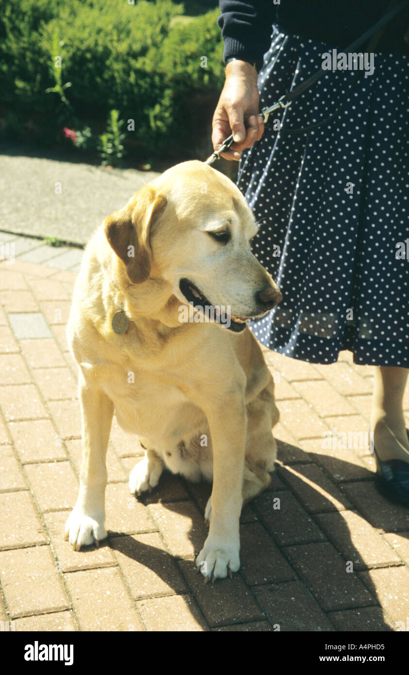 Golden labrador guide dog hi-res stock photography and images - Alamy