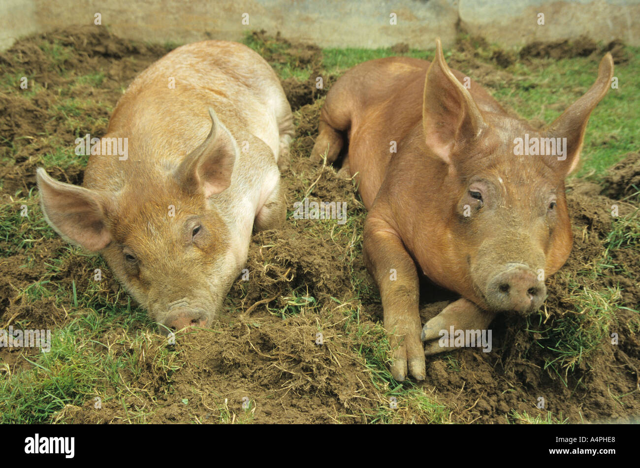 pigs wallowing in mud Stock Photo - Alamy