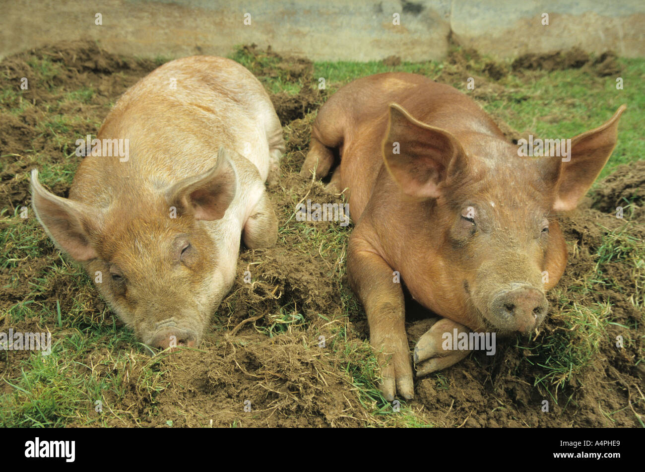 pigs wallowing in mud Stock Photo - Alamy