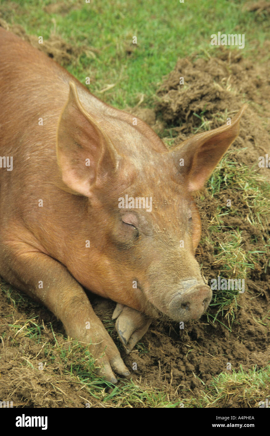 pig wallowing and sleeping in mud Stock Photo - Alamy