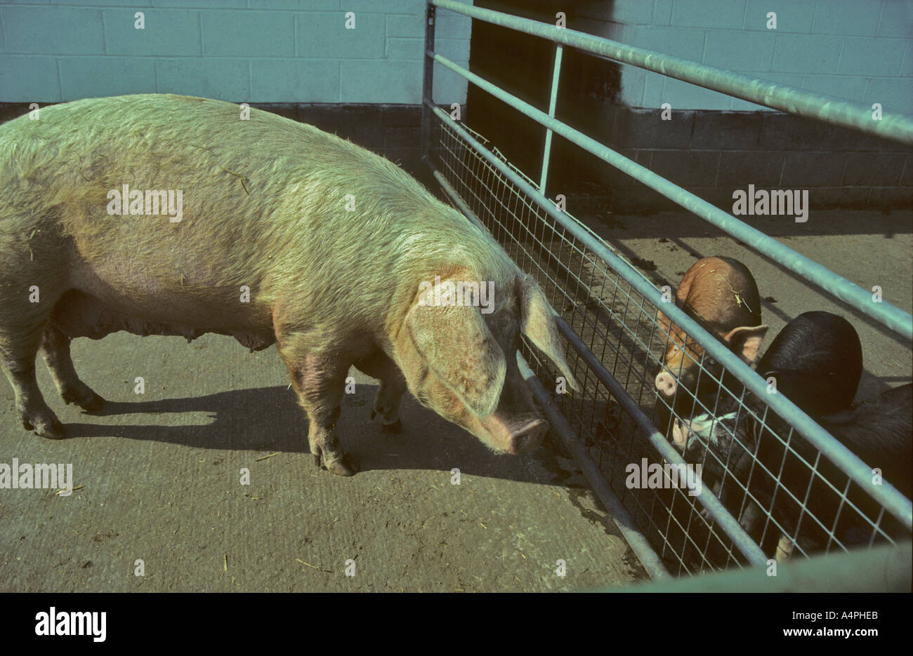 british lop pig looking through farm gate at tamworth and berkshire ...