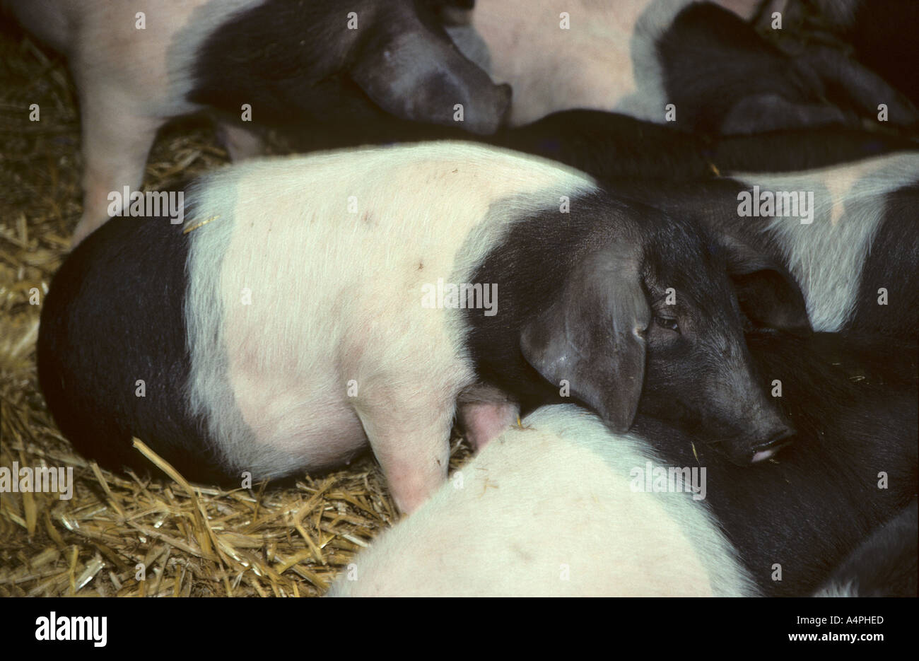 British saddleback pigs hi-res stock photography and images - Alamy