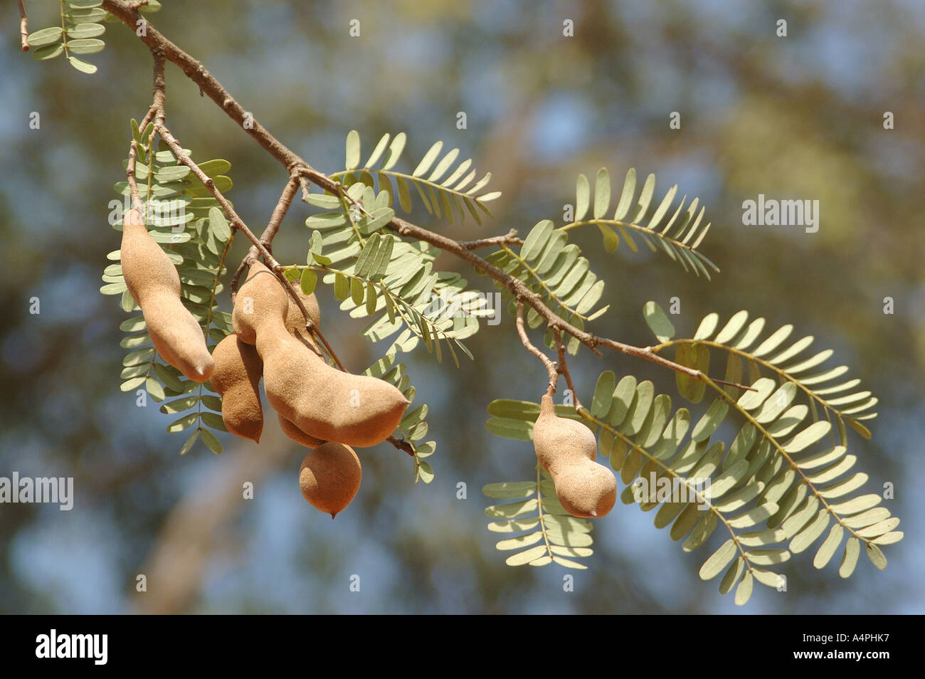 ANG77720 Tamarind growing on tree Botanical name Tamarindus indica L ...