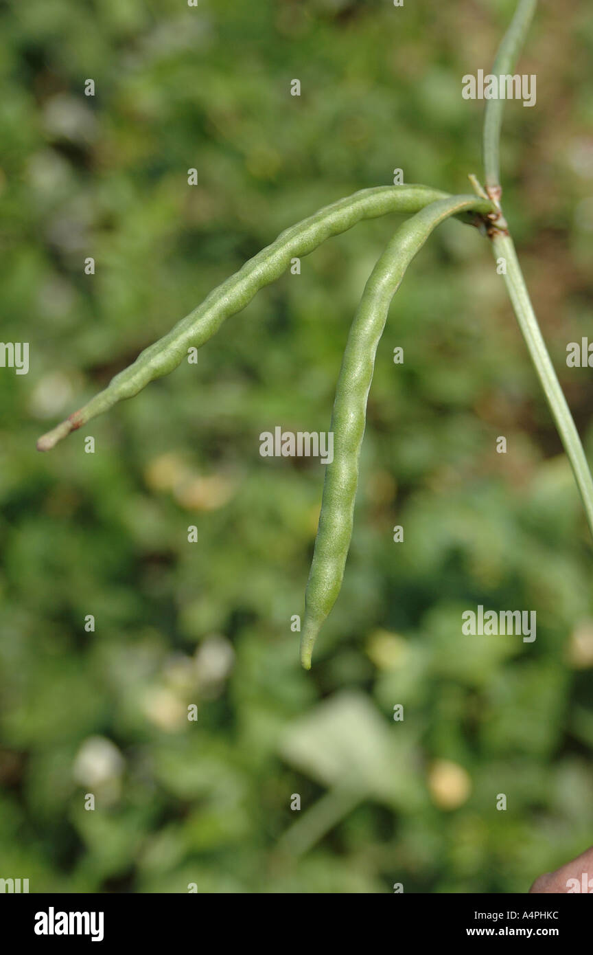 ANG77722 Vegetable Chavli Black Eye Beans growing in the fields on the ...