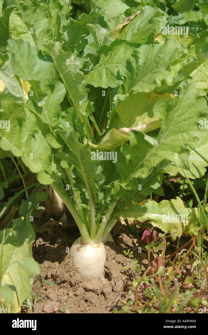 Indian white radish hi-res stock photography and images - Alamy