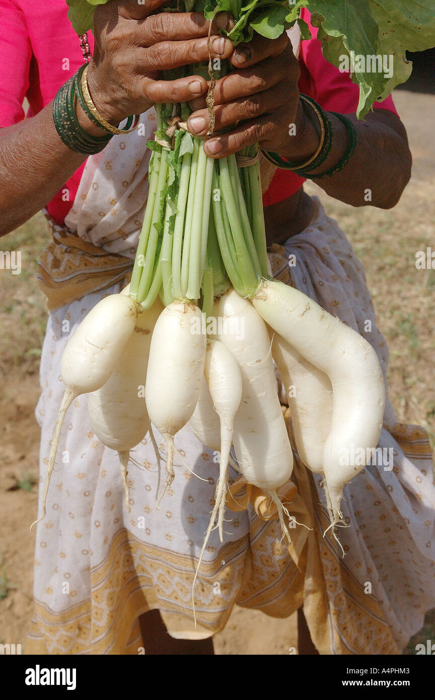 White Root Vegetable Name