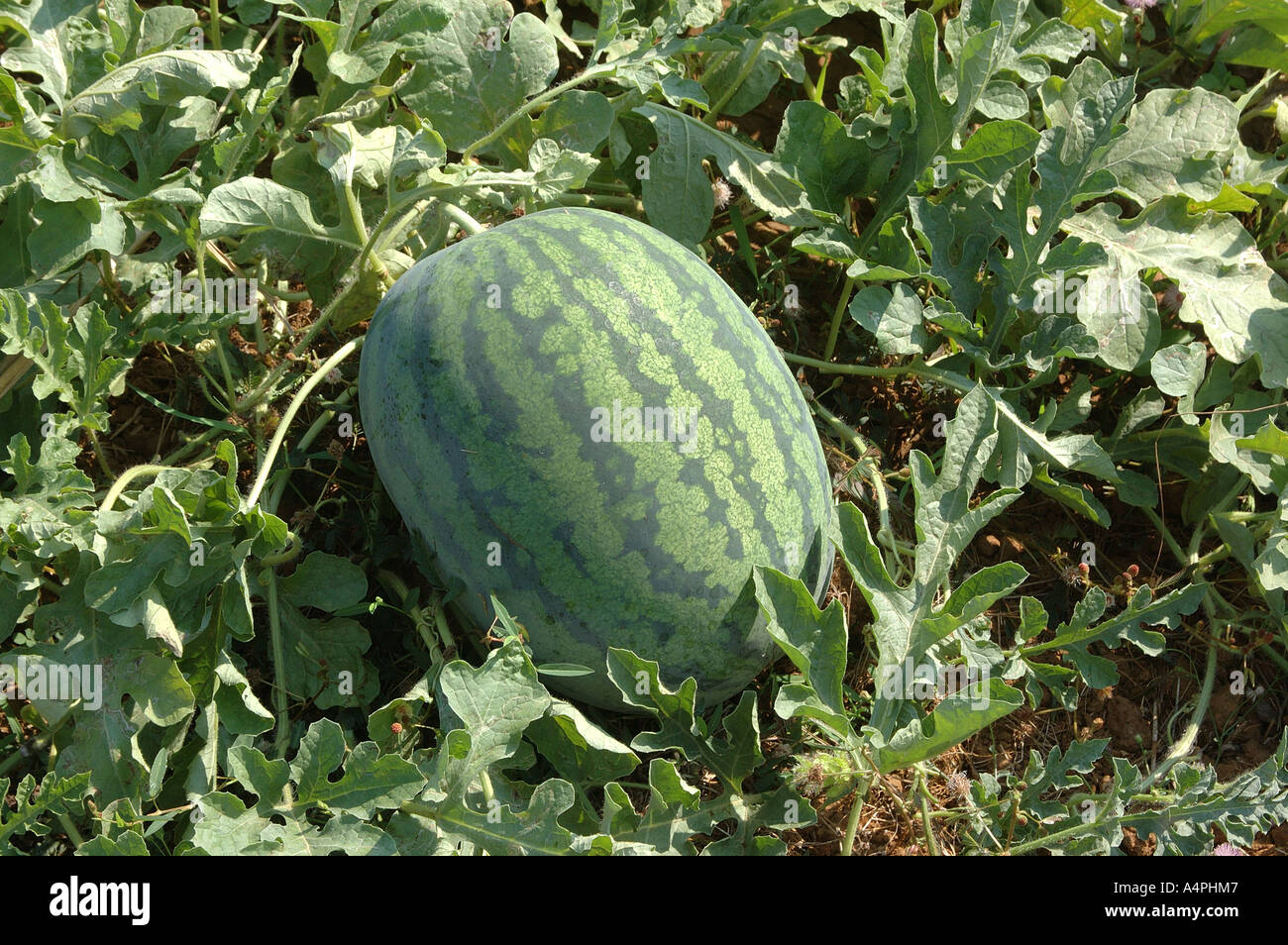 Watermelon citrullus vulgaris hi-res stock photography and images - Alamy