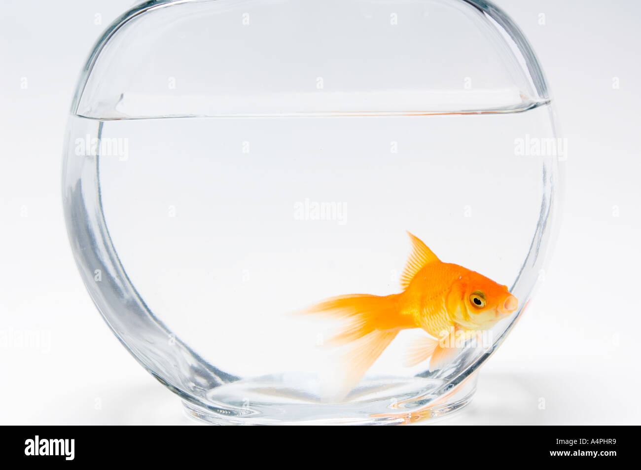 Goldfish In Bowl Stock Photo Alamy goldfish-in-bowl-stock-photo-alamy