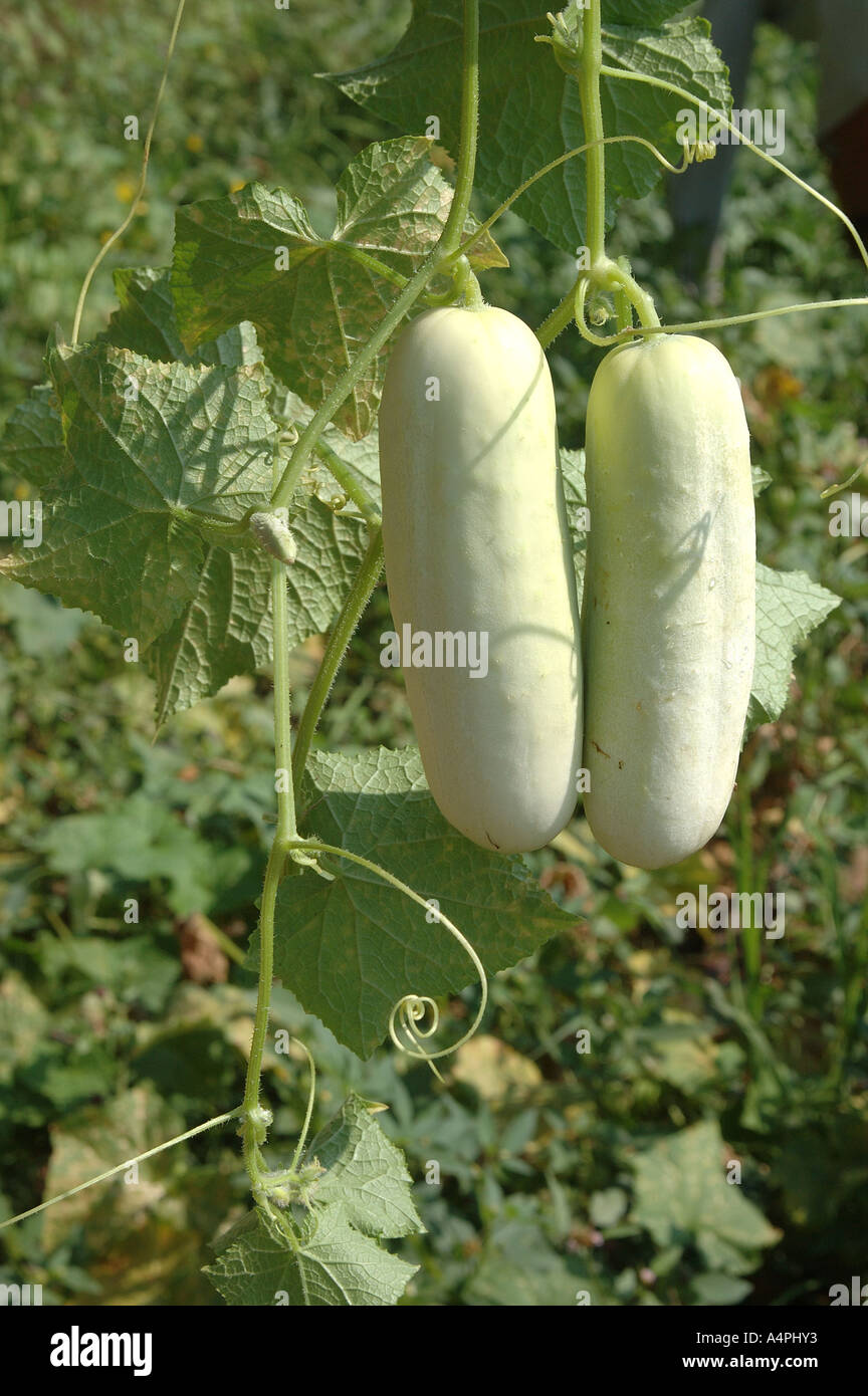 Indian cucumber root hi-res stock photography and images - Alamy