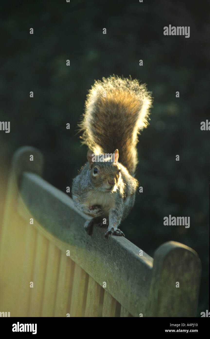 grey squirrel balancing on garden seat Stock Photo - Alamy