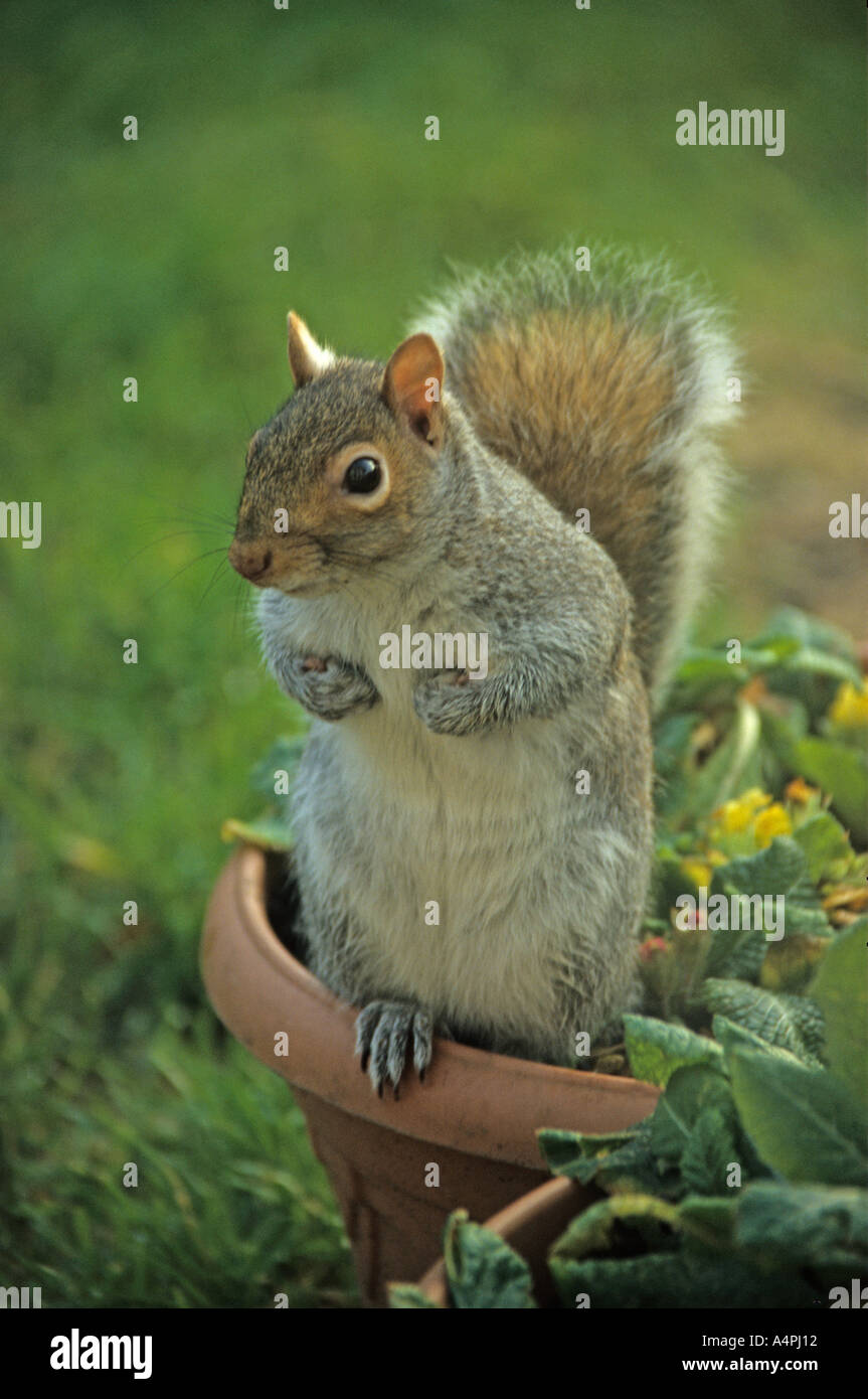 Squirrel flower pot hi-res stock photography and images - Alamy