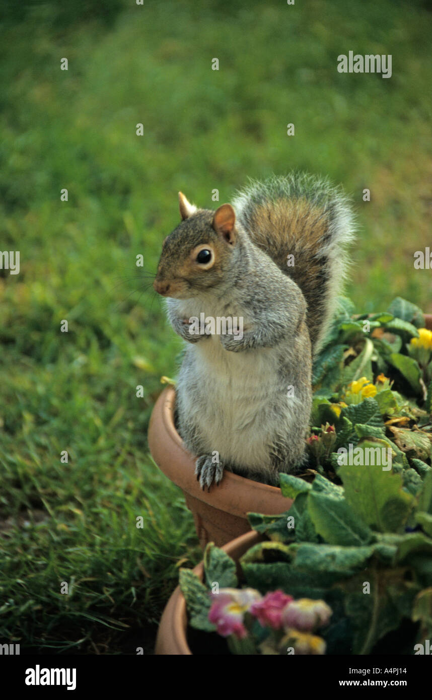 Squirrel flower pot hi-res stock photography and images - Alamy