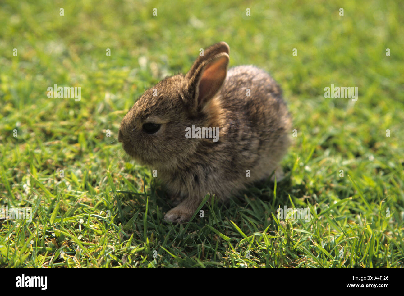 wild baby rabbit wandering round a garden Stock Photo - Alamy