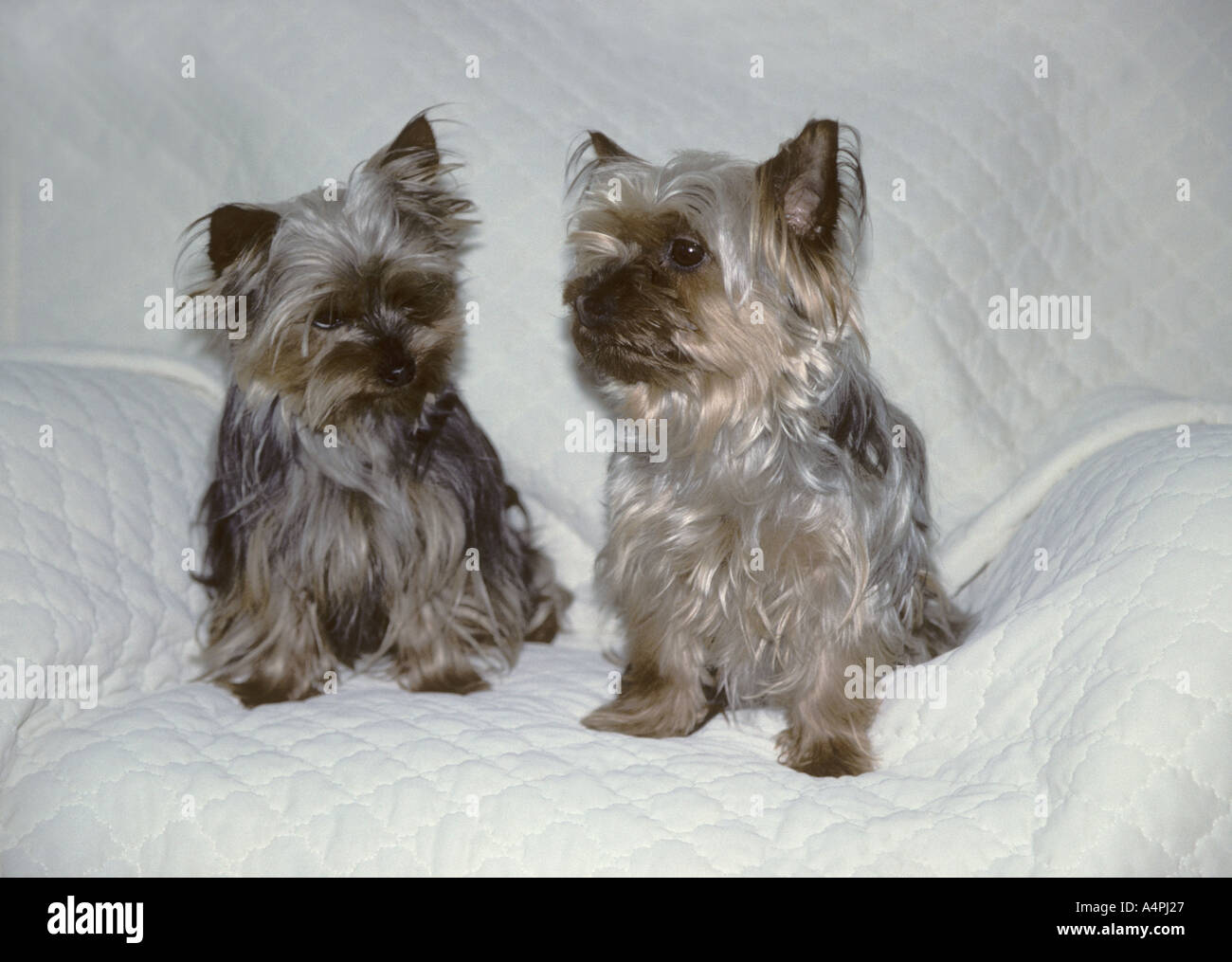 Cute Yorkshire terrier puppies Stock Photo - Alamy