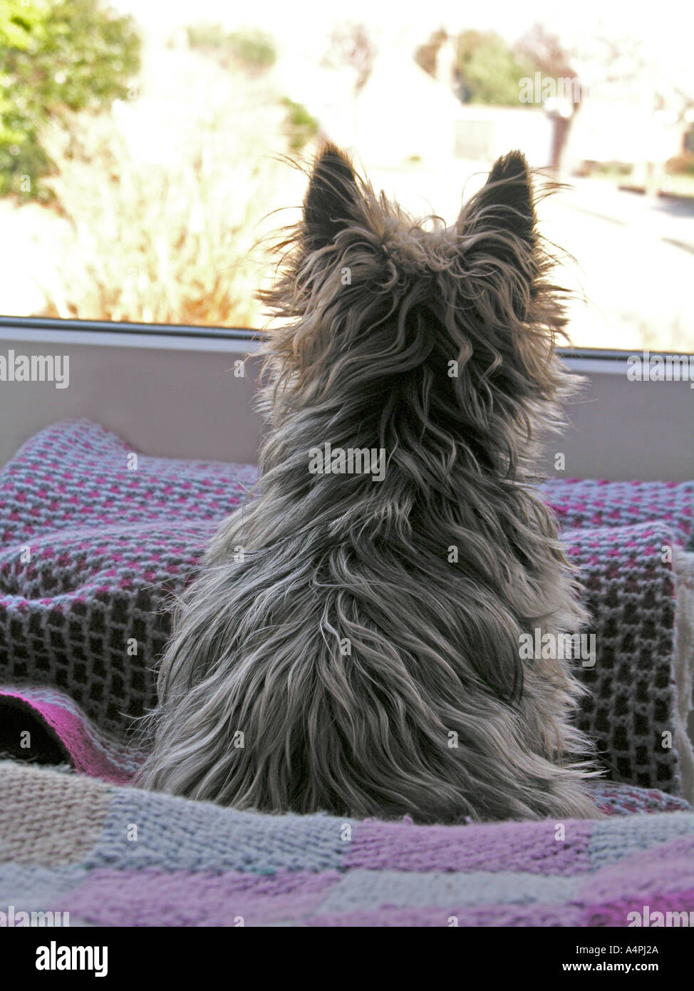 Yorkshire Terrier dog looking out of window waiting for her master to ...