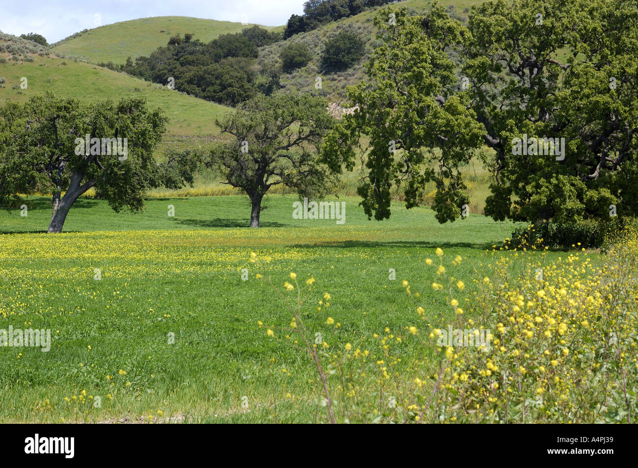 Los Padres National Forest Stock Photo - Alamy
